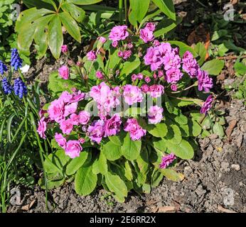 pink purple double primrose primula Stock Photo - Alamy