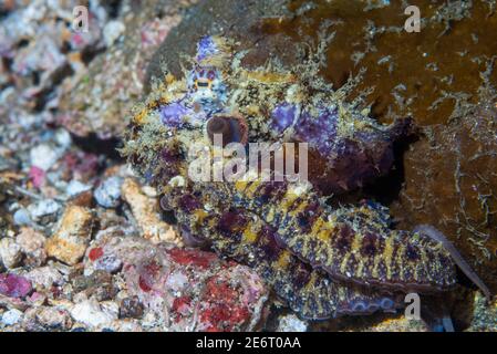 Algae octopus [Abdopus aculeatus] is adapt at mimicking its ...