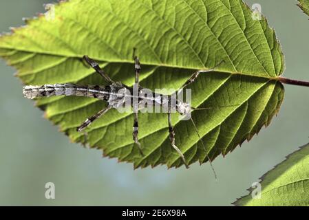 France, Territoire de Belfort, Belfort, terrarium farming, Sungay stick ...