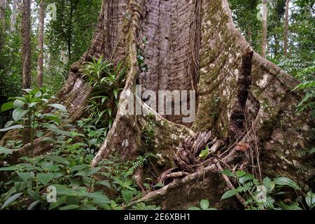 Caribbean, Dominica Island, Morne Diablotin National Park, acomat ...