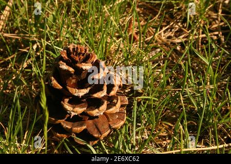 Planting the cone seeds, growing tree species at thehome garden ...