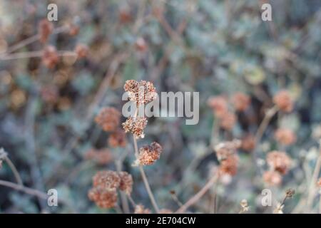 Empty perianths previously housing achene fruit, Ashyleaf Buckwheat ...