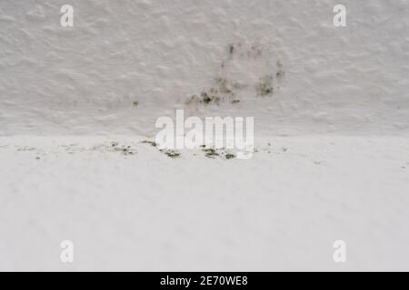 Dark green mould spots on a white ingrain wood chip wallpaper on the ...