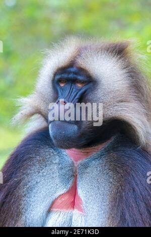 Portrait of an angry male gelada baboon displaying its teeth and gums ...