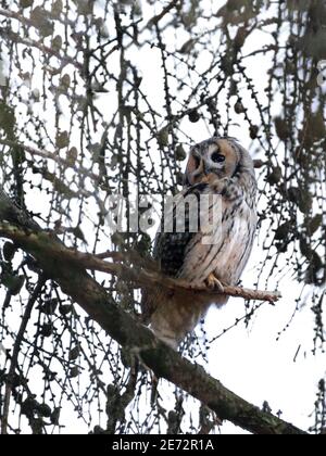 Wild owl with brown feathers sitting on branch against black background ...