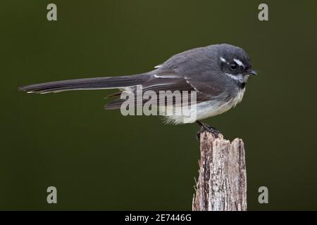 grey fantail rhipidura fuliginosa sitting on moss covered branch facing ...