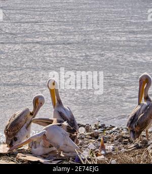 Groups of storks near the old and ancient boat made of stone with ...