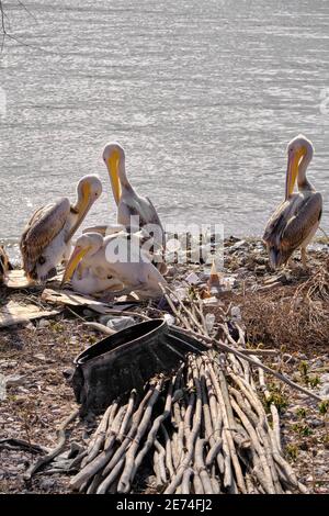 Groups of storks near the old and ancient boat made of stone with ...