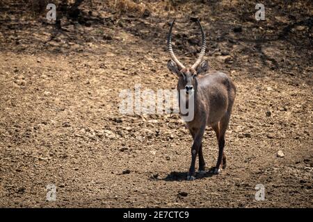 Male common waterbuck walking across rocky ground Stock Photo - Alamy