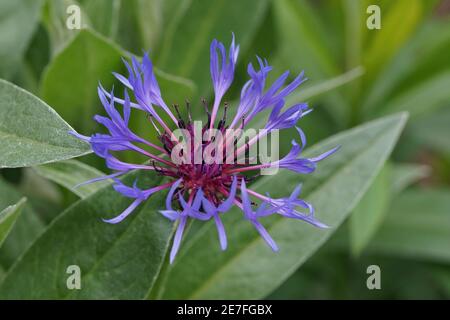 The fagile blue flower mountain cornflower, Centaurea monana Stock ...
