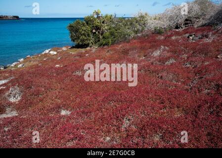 Red Galapagos carpet weed is covering the flat island South Plaza in ...