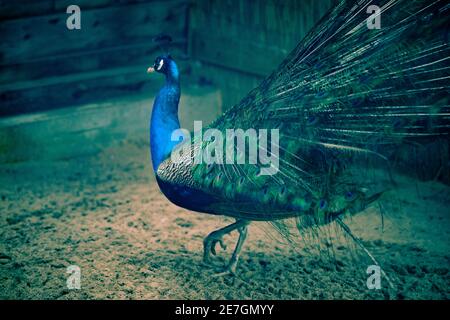 Beautiful Peacock walking on the sandy ground Stock Photo - Alamy