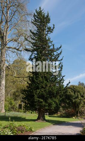 Conifer tree in English country garden in late Summer Stock Photo - Alamy