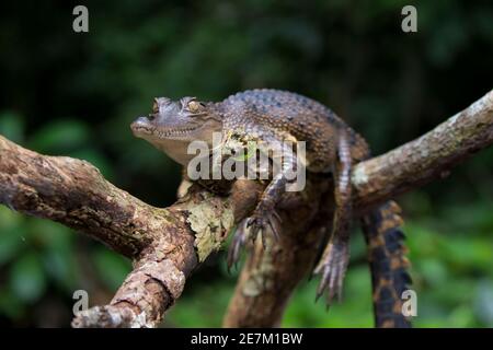 Central African slender-snouted Crocodile (Mecistops leptorhynchus ...