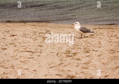A lone seagull stands on the sandy beach near the shoreline as waves ...
