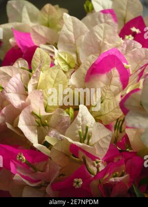 A vertical shot of beautiful Bougainvilleas Stock Photo - Alamy