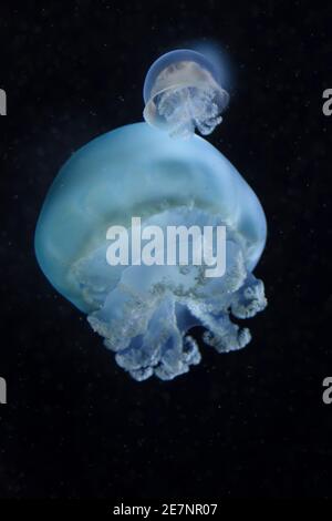 Cannonball jellyfish (Stomolophus meleagris), also known as the ...