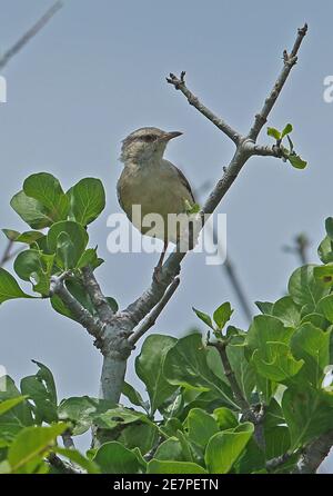 Long-billed Crombec (Sylvietta rufescens), Cape Crombec, Sylviidae ...