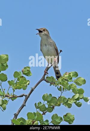 Neddicky (Cisticola fulvicapilla) adult, singing, perched on twig ...