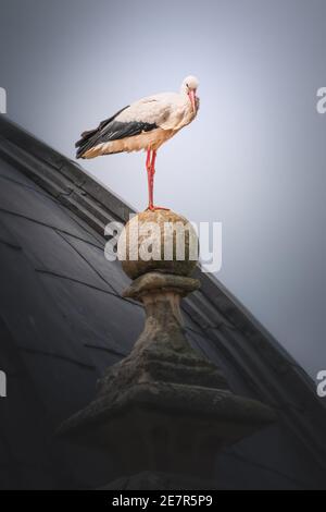 Isolated stork standing on a stone ball Stock Photo - Alamy