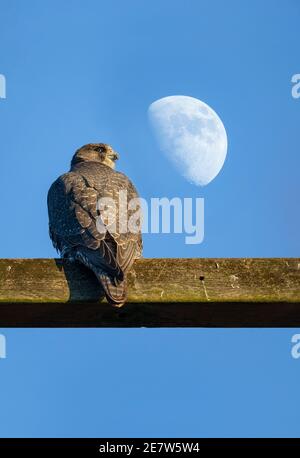 adult gray gyrfalcon bird at British Columbia Canada; north american ...