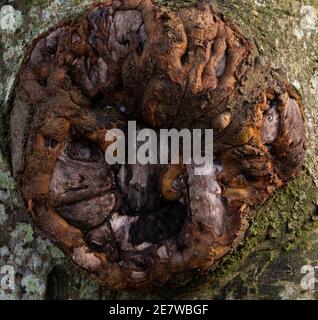 Brown tree bark with burls, bark, wood texture, background, Germany ...