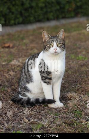 A gorgeous white and gray tabby cat surrounded by tall grass on a ...