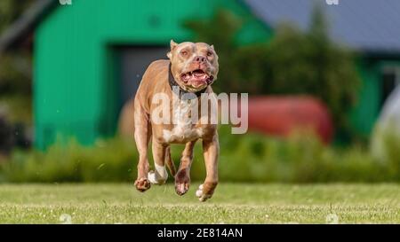 Pit Bull Terrier running and chasing the lure on dog sport Stock Photo ...