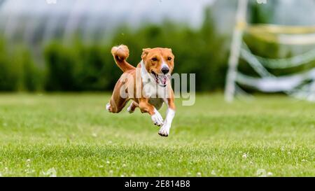 Dog running in green field and chasing lure at full speed on coursing ...