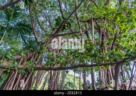 Massive Banyan trees along Ingraham Highway in Coconut Grove, Miami ...