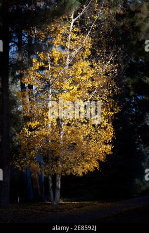 prescott in the fall Stock Photo - Alamy