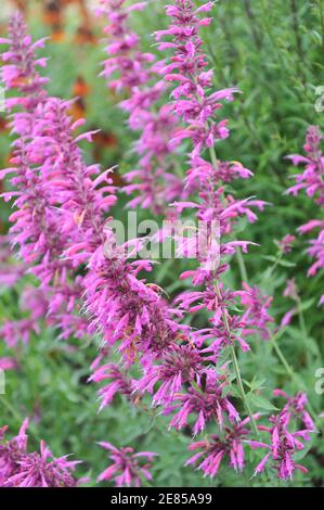 Agastache mexicana flowers blooming in a beautiful purple color in the ...