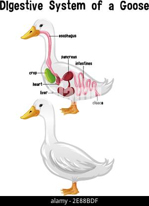 Internal Anatomy of a Goose with label Stock Vector Image & Art - Alamy