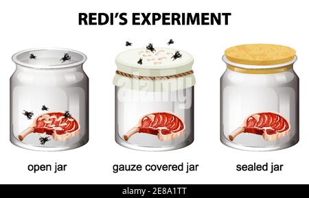 Redi's Experiment diagram for education Stock Vector Image & Art - Alamy