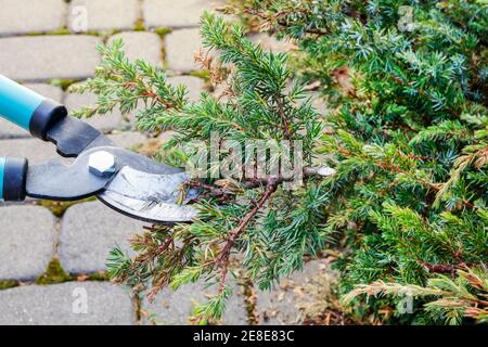 Woman uses pruning shears to cut coniferous shrubs. Garden hobby Stock ...