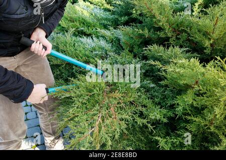 Woman uses pruning shears to cut coniferous shrubs. Garden hobby Stock ...