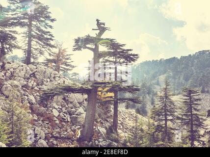 Cedar trees in mountains, Turkey Stock Photo - Alamy