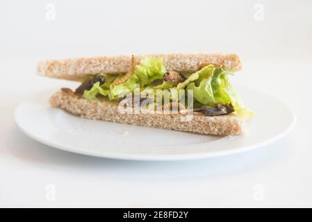 Cricket and lettuce sandwich Stock Photo - Alamy