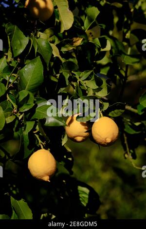 Lemon tree in Axarquia, Malaga, Andalucía, Costa del Sol, Spain Stock ...