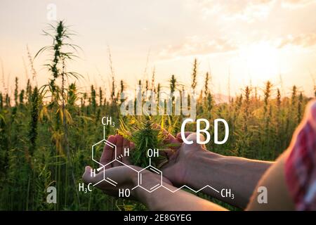Cannabis plants with the CBD chemical formula. Cannabidiol molecule ...