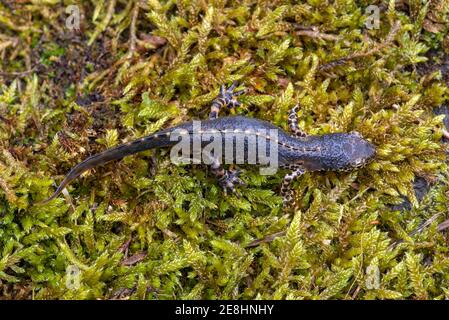 Alpine Newt (Ichthyosaura alpestris) male underwater, western Europe ...