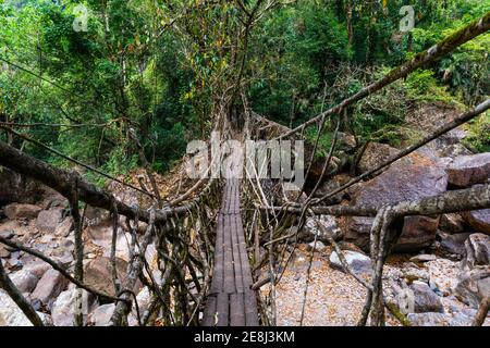 Living Root Bridge, Sohra or Cherrapunjee, Meghalaya, India Stock Photo ...