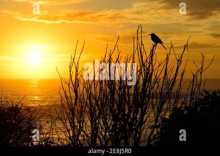 Galapagos mockingbird (Nesomimus parvulus) at sunset, Punta Suarez ...