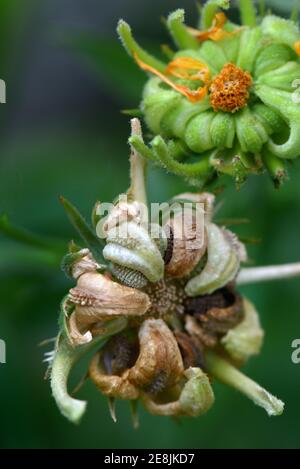 Marigold (Calendula officinalis), inflorescence, seed head Stock Photo ...