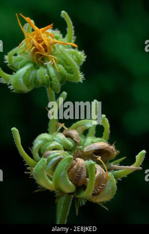 Marigold (Calendula officinalis), inflorescence, seed head Stock Photo ...