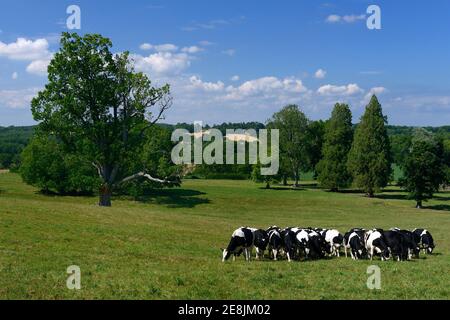 Domestic cattle grazing, West Sussex, England, Great Britain Stock ...