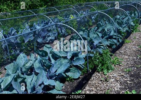 Red cabbage, Cabbage FI Rodima, protective net against pests Stock ...