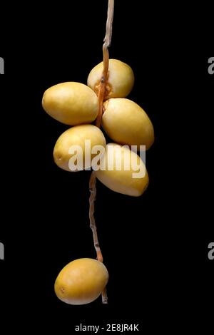Fresh dates, Bahri date, Origin Namibia Stock Photo - Alamy