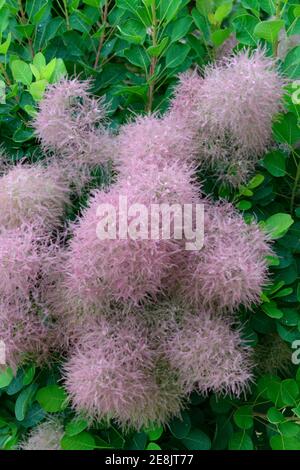 Wig bush (Cotinus coggygria) in full bloom, blue sky behind, Bavaria ...