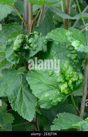 Currant, diseased leaves, Ribes rubrum, leaf disease Stock Photo - Alamy